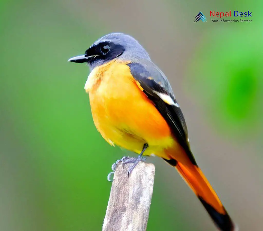 Small Minivet: The Dainty Jewel of the Canopy | Nepal Desk